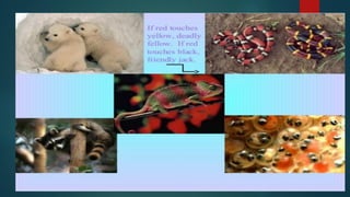 Adaptation | PDF