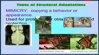 Adaptation | PDF