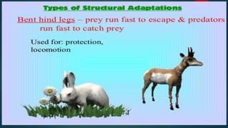 Adaptation | PDF