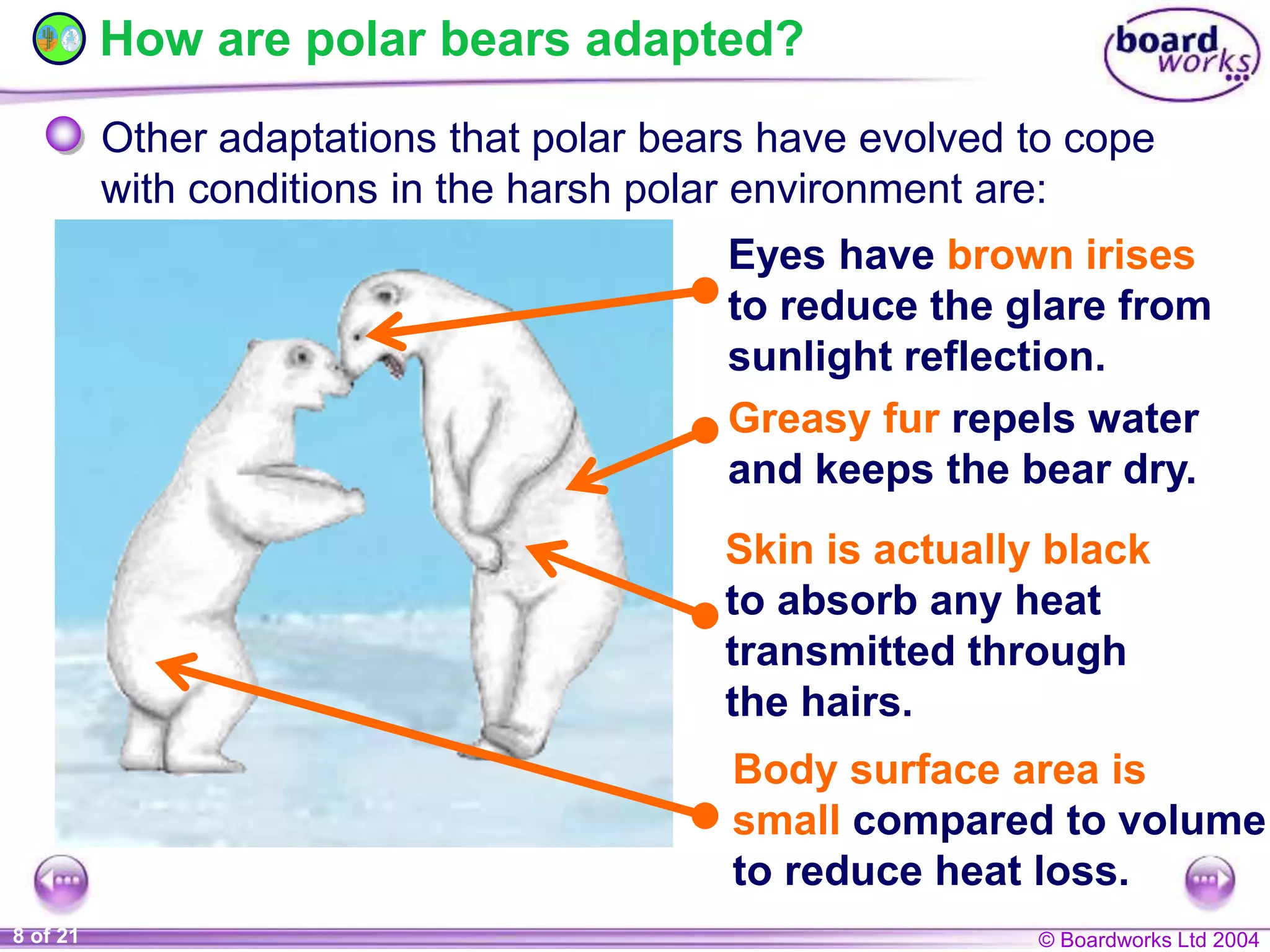 adaptation-boardworks.ppt