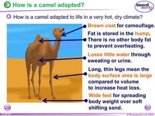 adaptation-boardworks.ppt