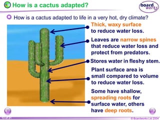 adaptation-boardworks.ppt