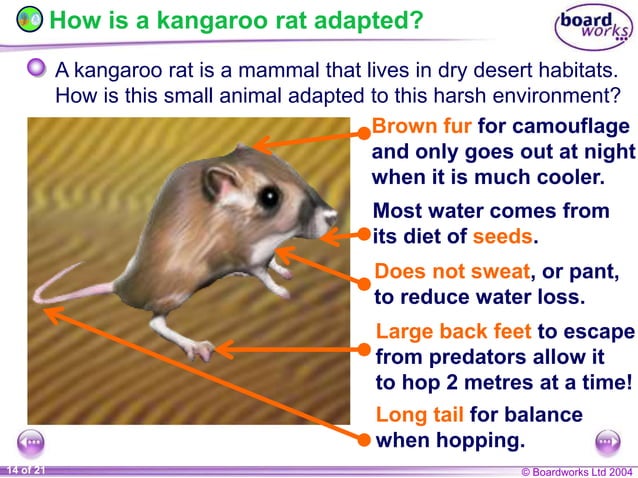 adaptation-boardworks.ppt