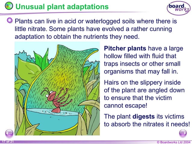 adaptation-boardworks.ppt