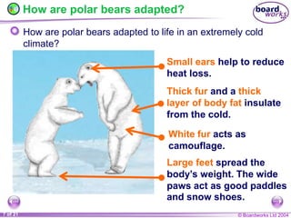 adaptation-boardworks.ppt