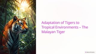 Adaptation-of-Tigers-to-Tropical-Environments-The-Malayan-Tiger.pptx