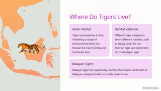 Adaptation-of-Tigers-to-Tropical-Environments-The-Malayan-Tiger.pptx