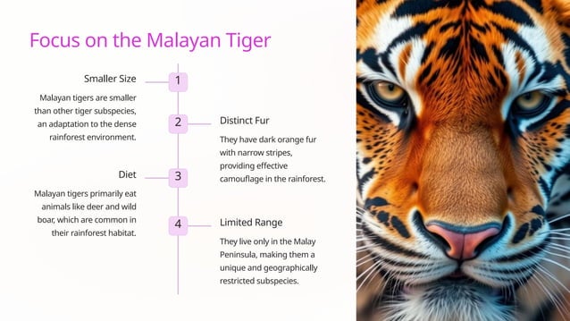 Adaptation-of-Tigers-to-Tropical-Environments-The-Malayan-Tiger.pptx