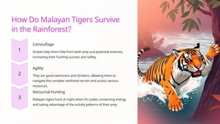 Adaptation-of-Tigers-to-Tropical-Environments-The-Malayan-Tiger.pptx