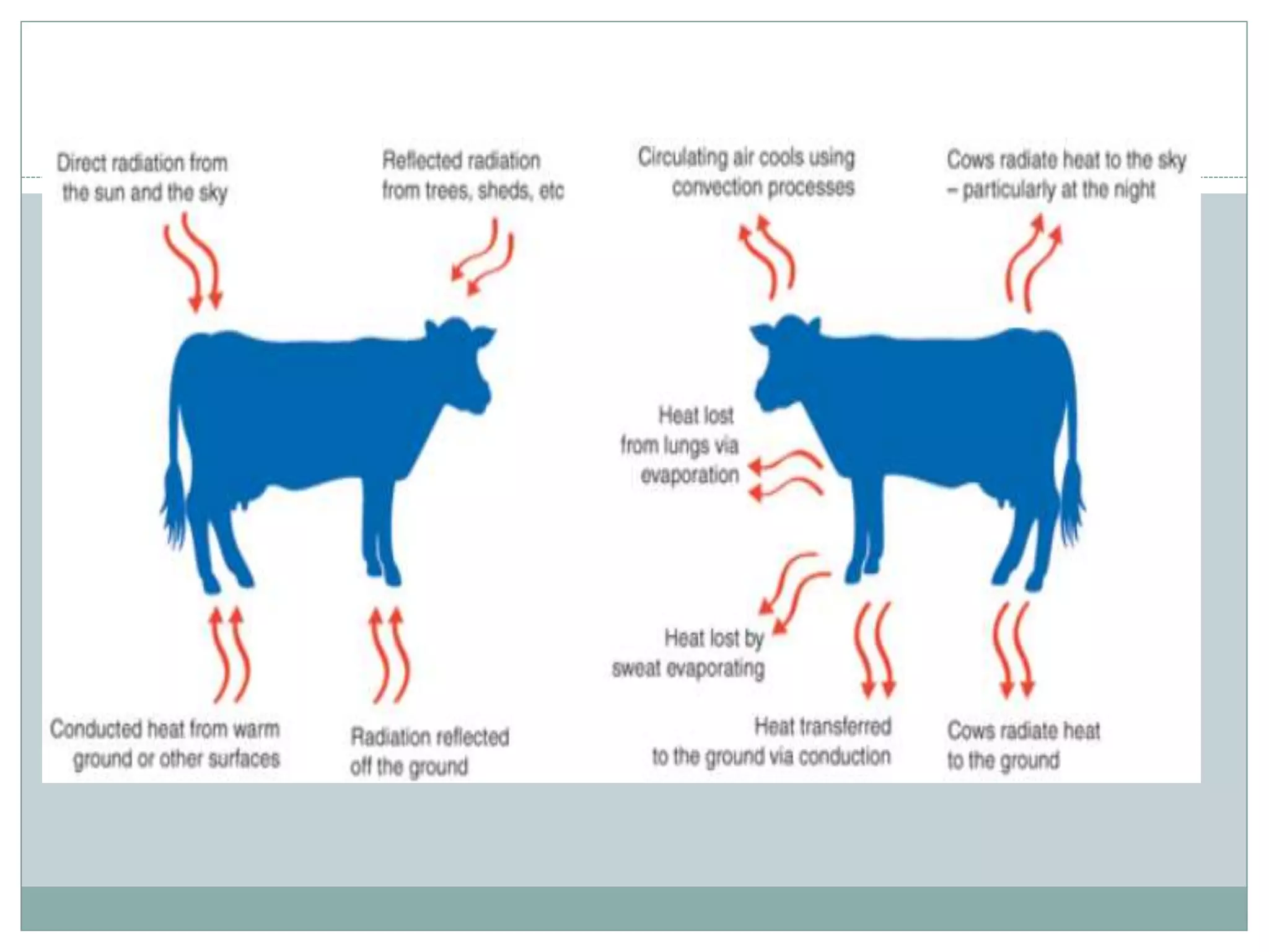 Adaptation-Physiology.pptx