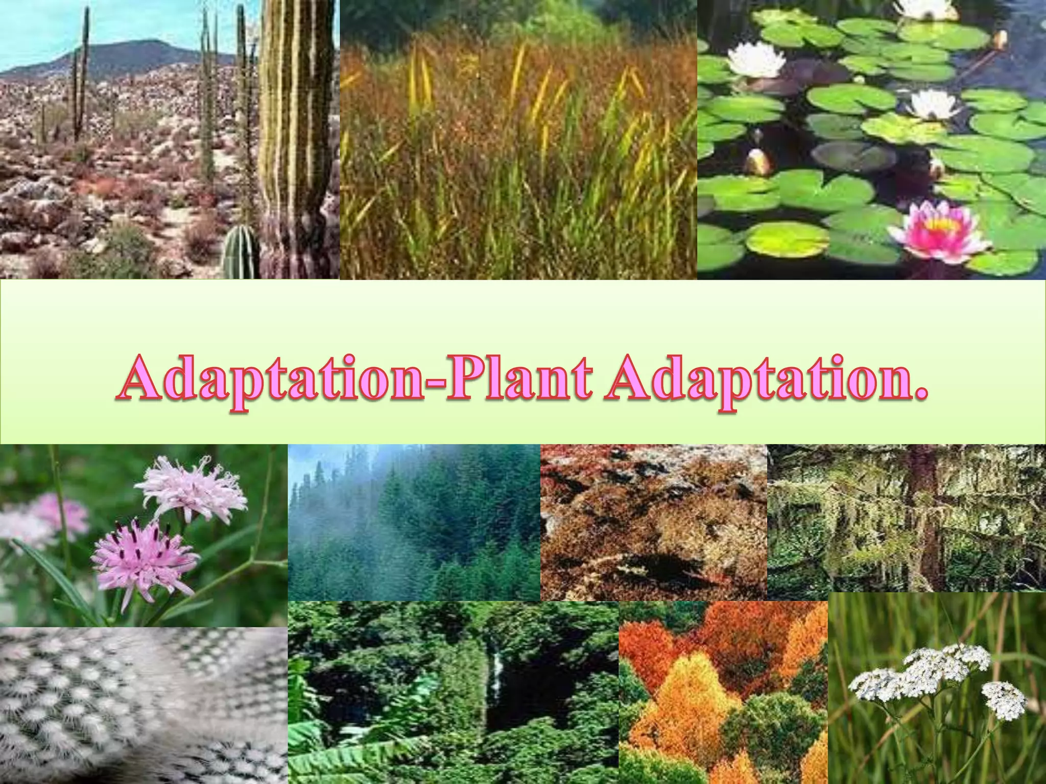 Adaptation plantadaptation-120925123815-phpapp01 | PPTX