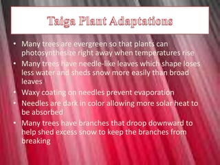 Adaptation plantadaptation-120925123815-phpapp01 | PPT