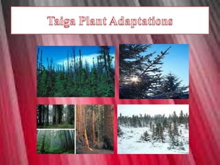 Adaptation plantadaptation-120925123815-phpapp01 | PPT