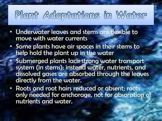 Adaptation plantadaptation-120925123815-phpapp01 | PPT