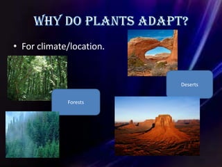 Adaptation plantadaptation-120925123815-phpapp01 | PPT