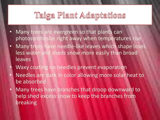 Plant Adaptation | PPTX | Gardening | Home & Garden