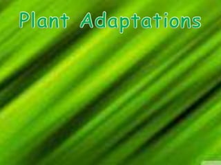 Plant Adaptation | PPTX