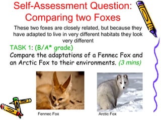 adaptation_and_competition version 2.ppt