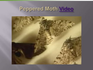 Adaptation and selective breeding | PPTX