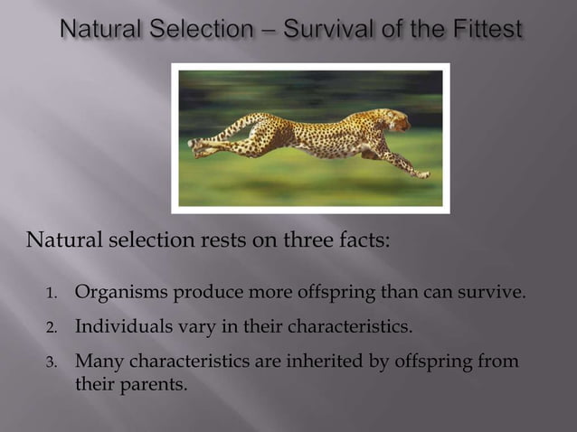 Adaptation and selective breeding | PPTX