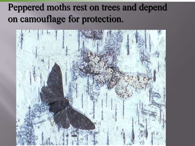 Adaptation and selective breeding | PPTX