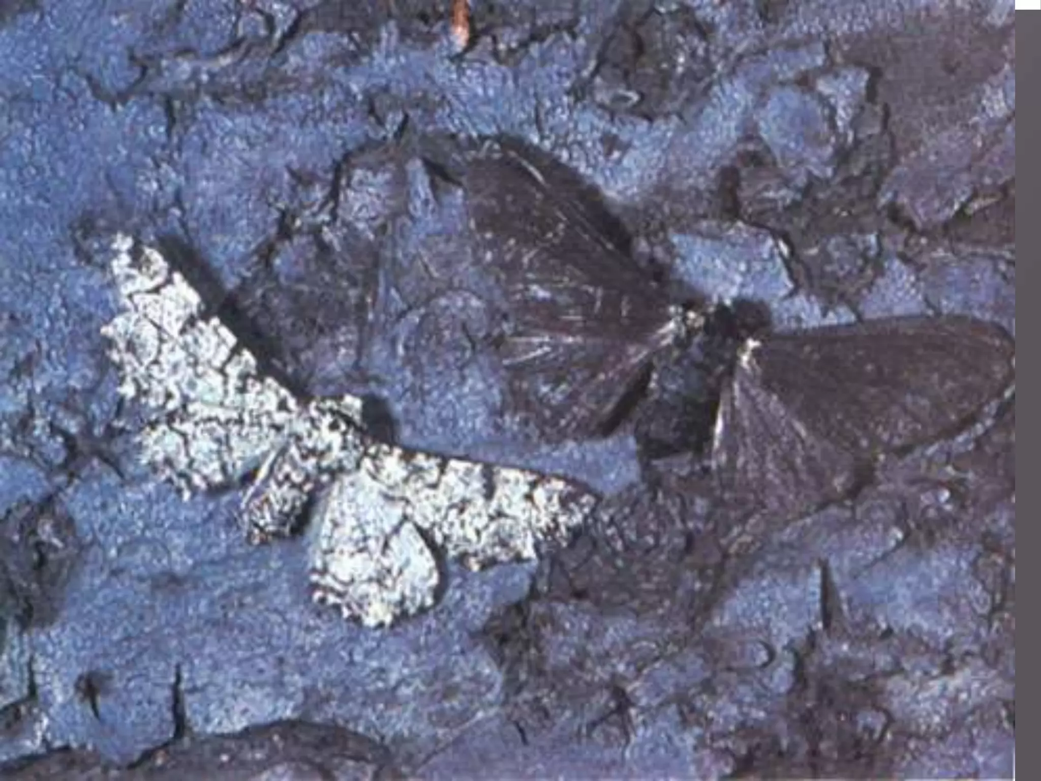 Adaptation and selective breeding | PPTX