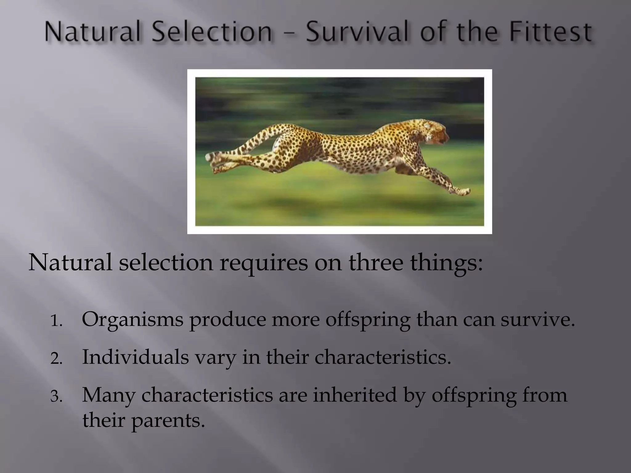 Adaptation and selective breeding | PPTX