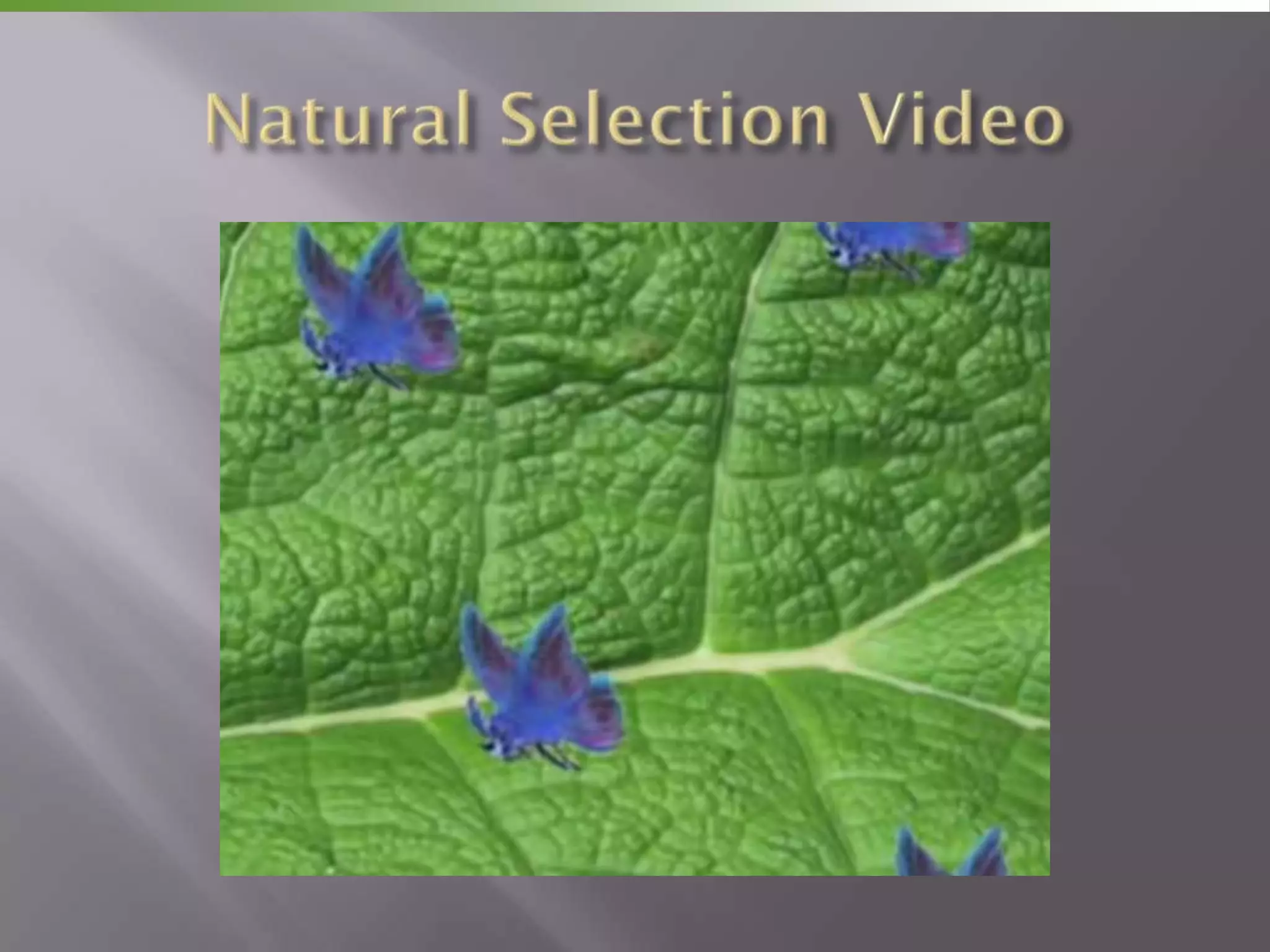 Adaptation and selective breeding | PPTX