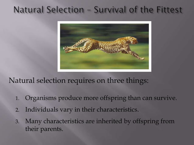 Adaptation and selective breeding | PPTX | Genetics | Science