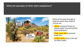 Adaptation and survival.pptx
