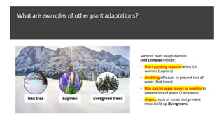 Adaptation and survival.pptx