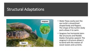 Adaptation and survival.pptx
