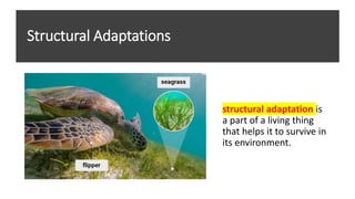 Adaptation and survival.pptx