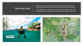 Adaptation and survival.pptx