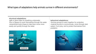 Adaptation and survival.pptx