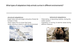 Adaptation and survival.pptx