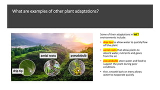 Adaptation and survival.pptx