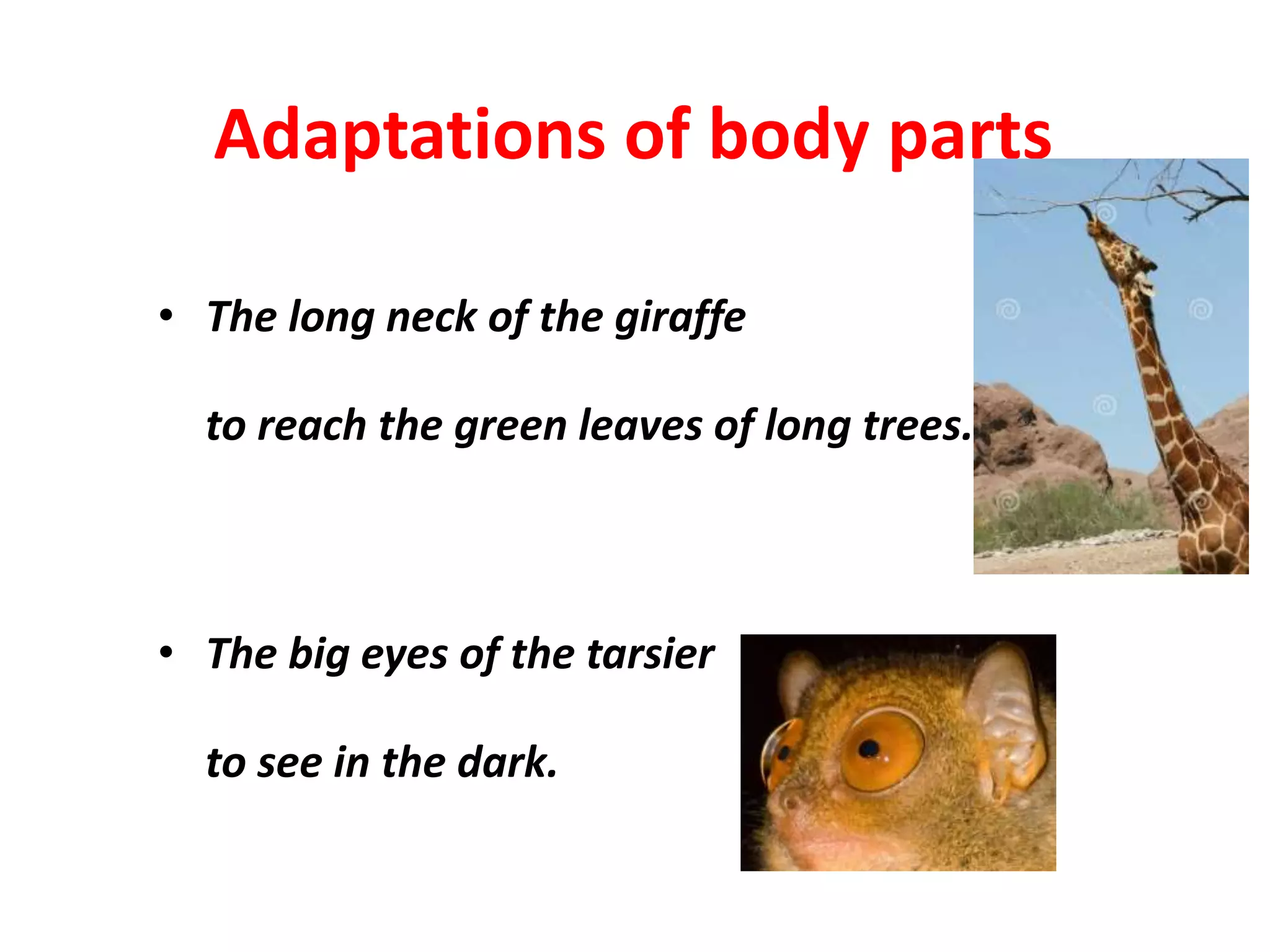 Adaptation (body parts) | PPTX