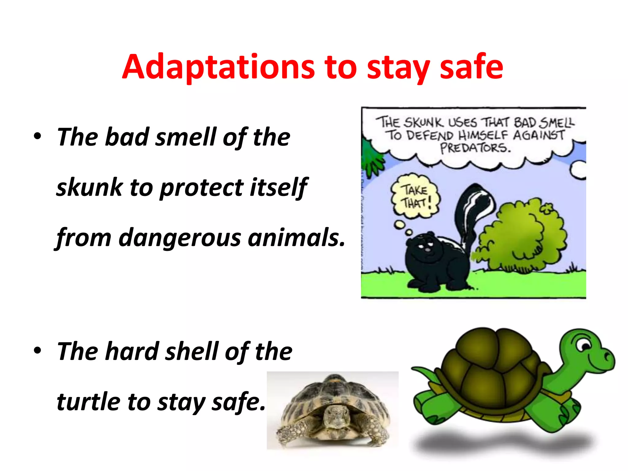 Adaptation (body parts) | PPTX