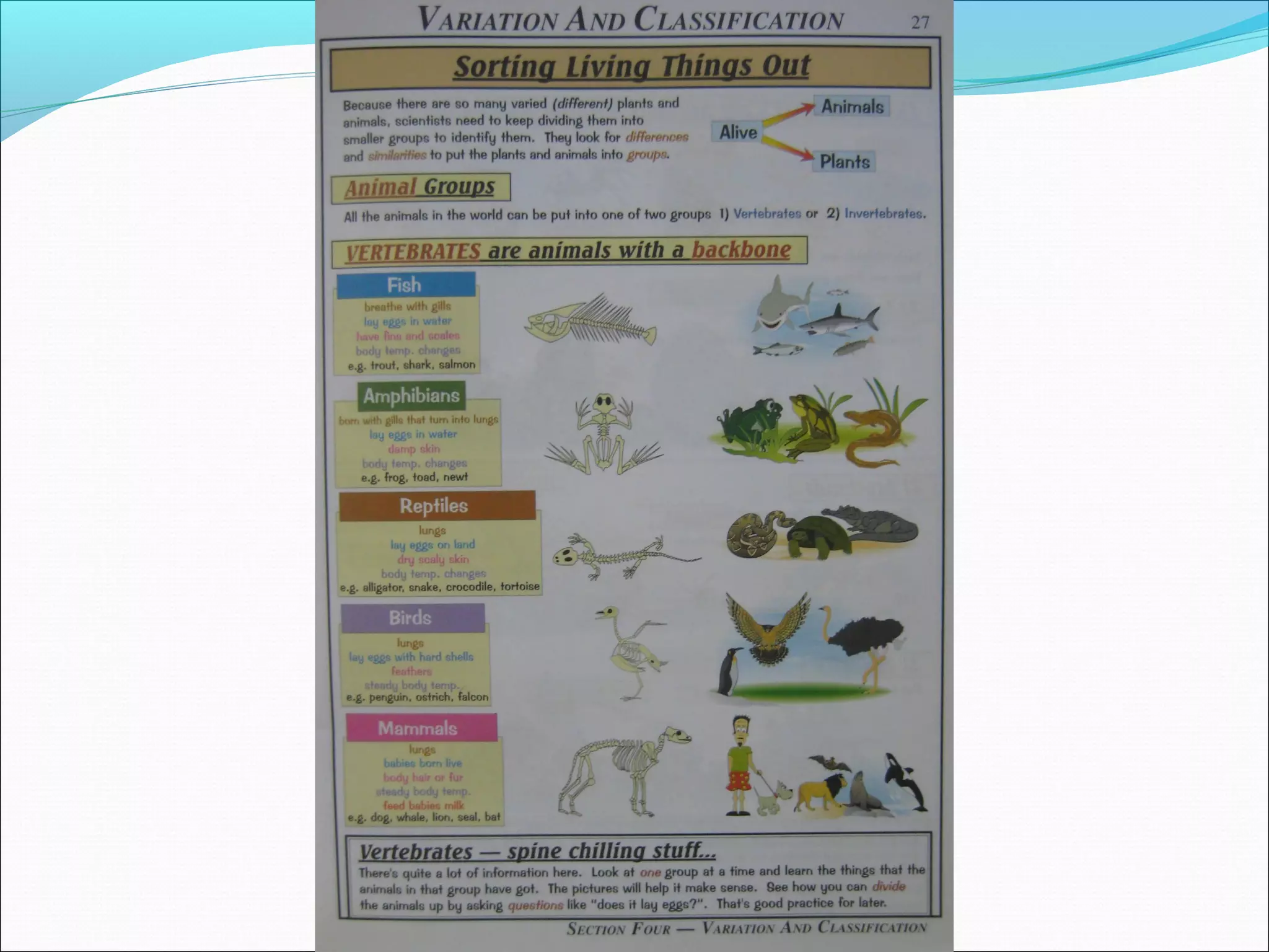 Adaptation, Classification & Food Chains | PPT | Food & Drink