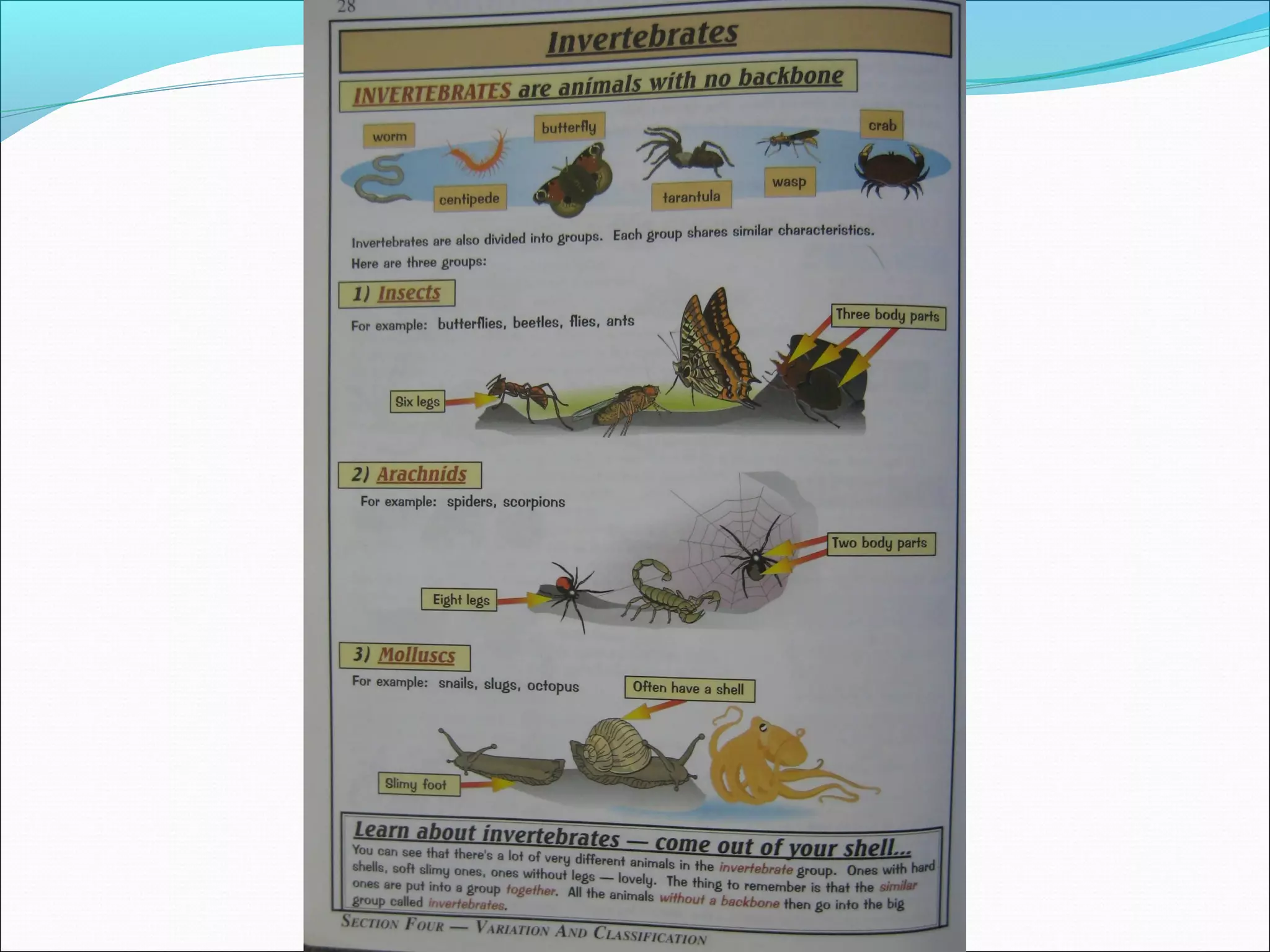 Adaptation, Classification & Food Chains | PPT | Food & Drink
