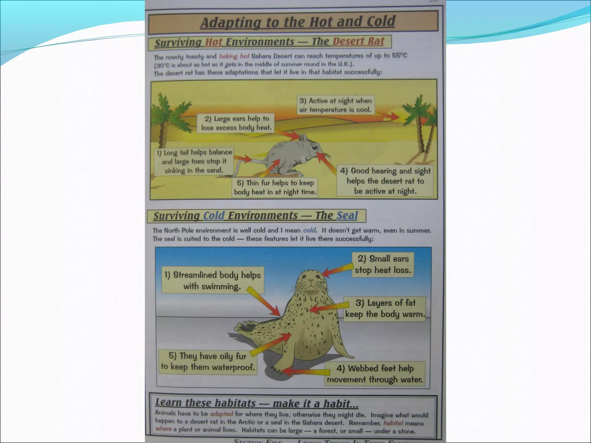 Adaptation, Classification & Food Chains | PPT | Food & Drink