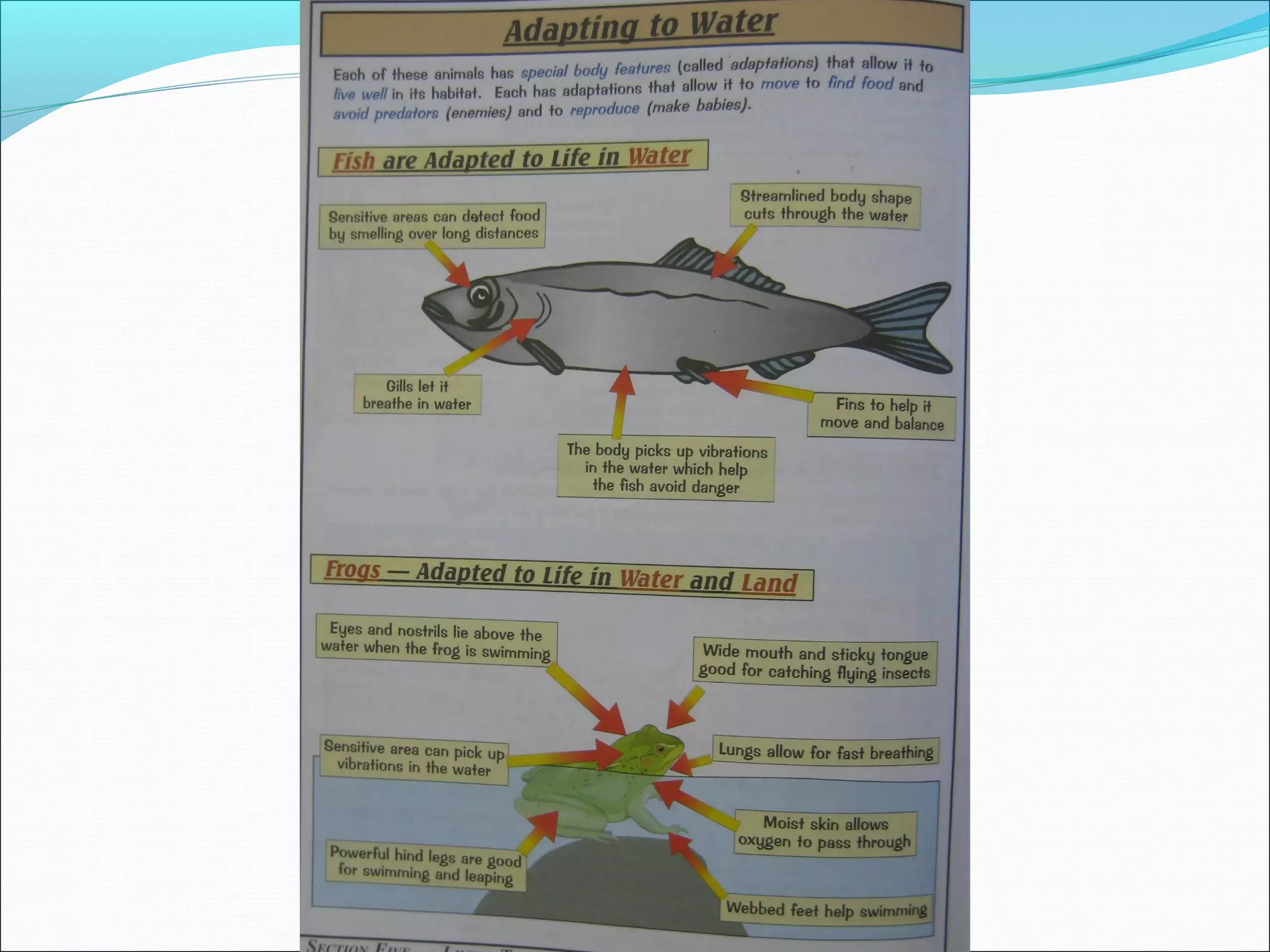 Adaptation, Classification & Food Chains | PPT | Food & Drink
