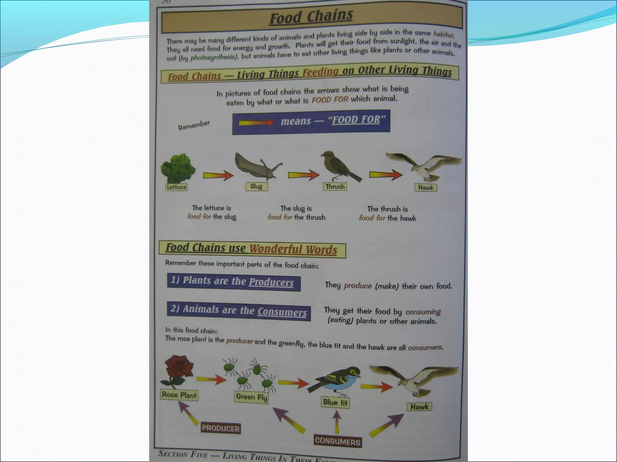 Adaptation, Classification & Food Chains | PPT | Food & Drink