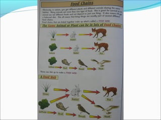 Adaptation, Classification & Food Chains | PPT | Food & Drink