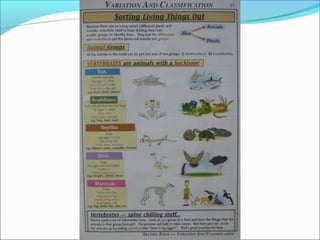 Adaptation, Classification & Food Chains | PPT | Food & Drink