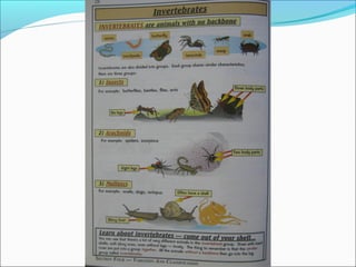 Adaptation, Classification & Food Chains | PPT | Food & Drink