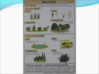 Adaptation, Classification & Food Chains | PPT | Food & Drink