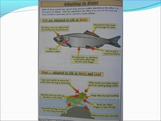 Adaptation, Classification & Food Chains | PPT | Food & Drink