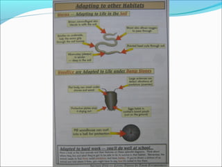 Adaptation, Classification & Food Chains | PPT | Food & Drink